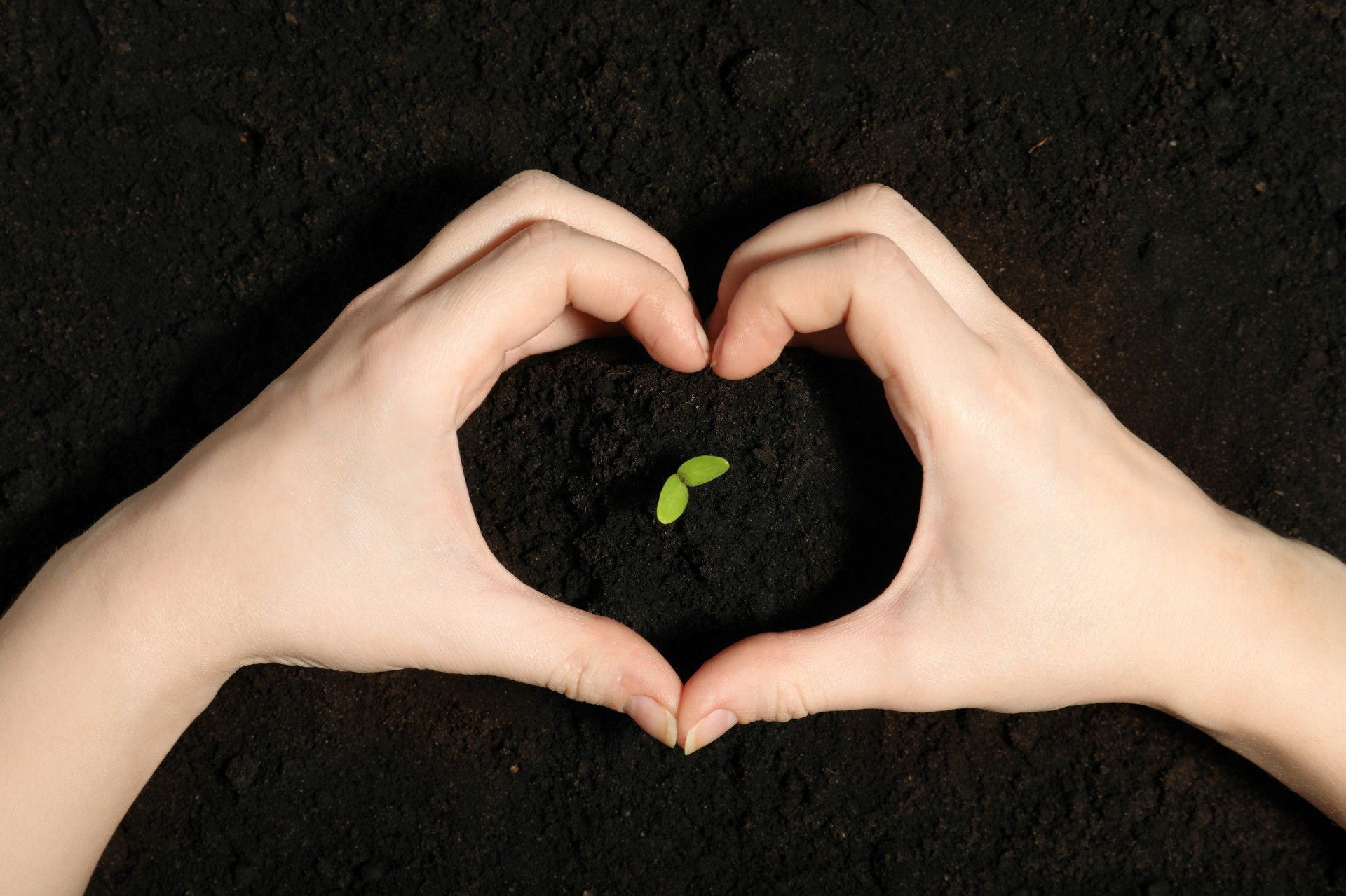 The soil microbiome: The heart of the ecosystem | Profeco - Ensuring a ...